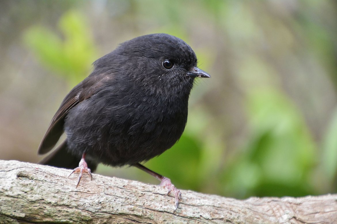 Black robin ‹ Bird of the Year ‹ Forest & Bird